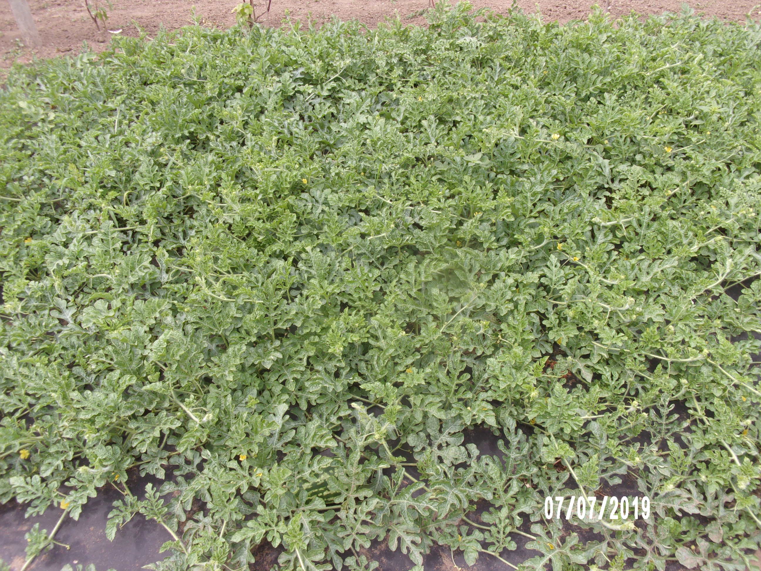 252 8604 — Postimages