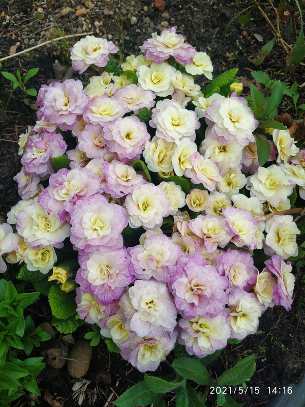 IMG 20220508 150038 — Postimages