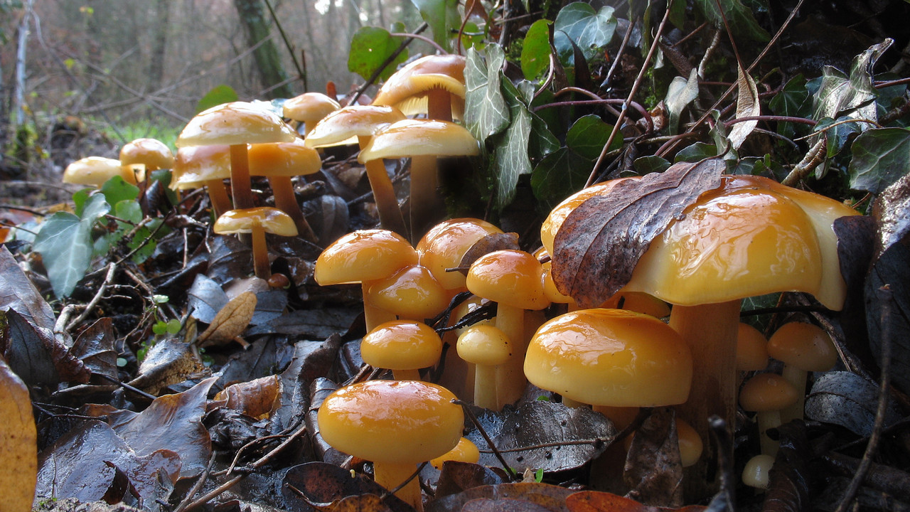 IMG 8367 — Postimages