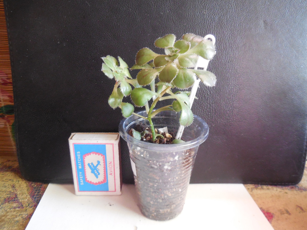 DSCN8438 — Postimages