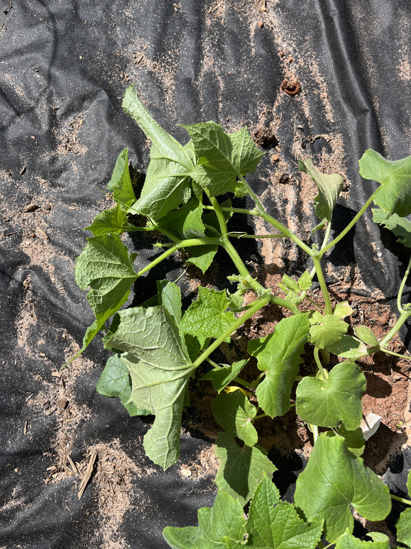 Cucumber leaves curling inward : r/gardening