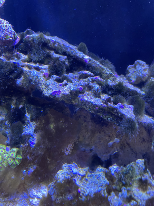 Algae ID | Reef2Reef