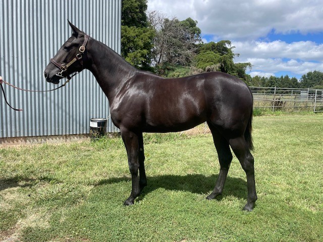 The Grubb family's 50-year impact on harness racing - Harnesslink