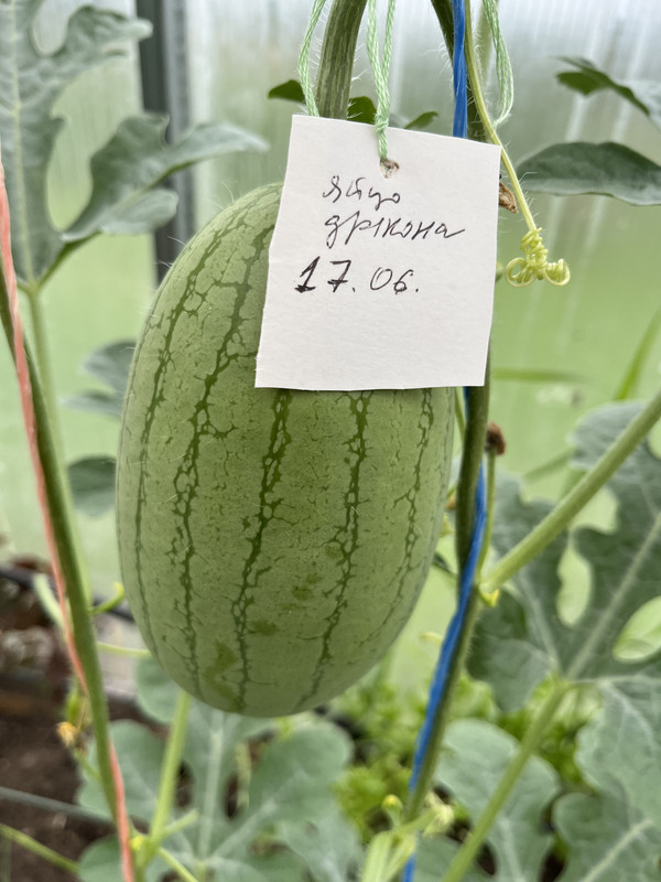 IMG 2129 — Postimages