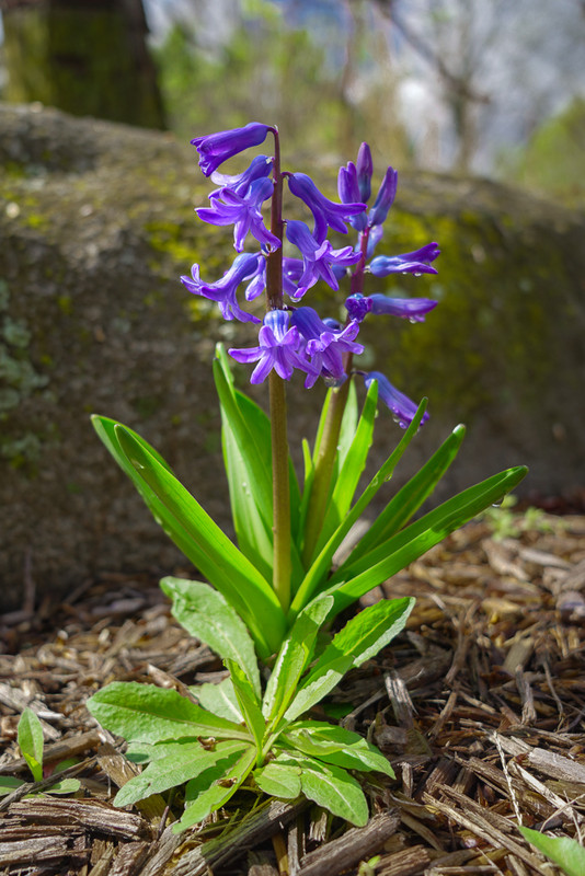 flower — Postimages