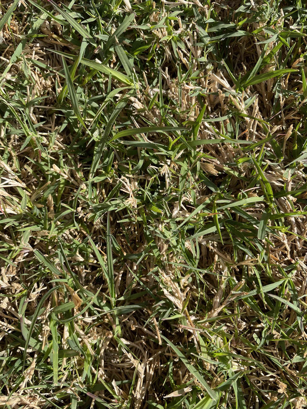Why some areas have smaller grass | Lawn Care Forum