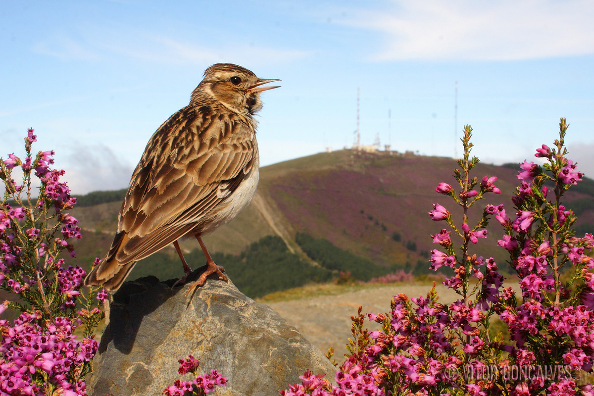 Lullula arborea bird — Postimages