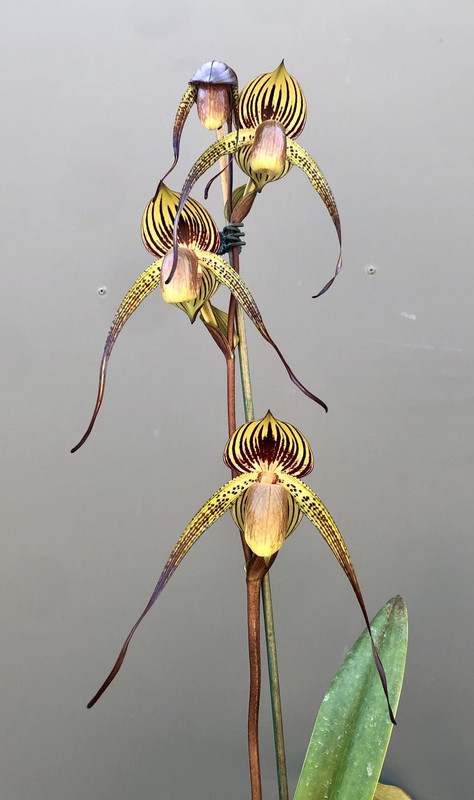 Paph Hsinying Anita | Slippertalk Orchid Forum