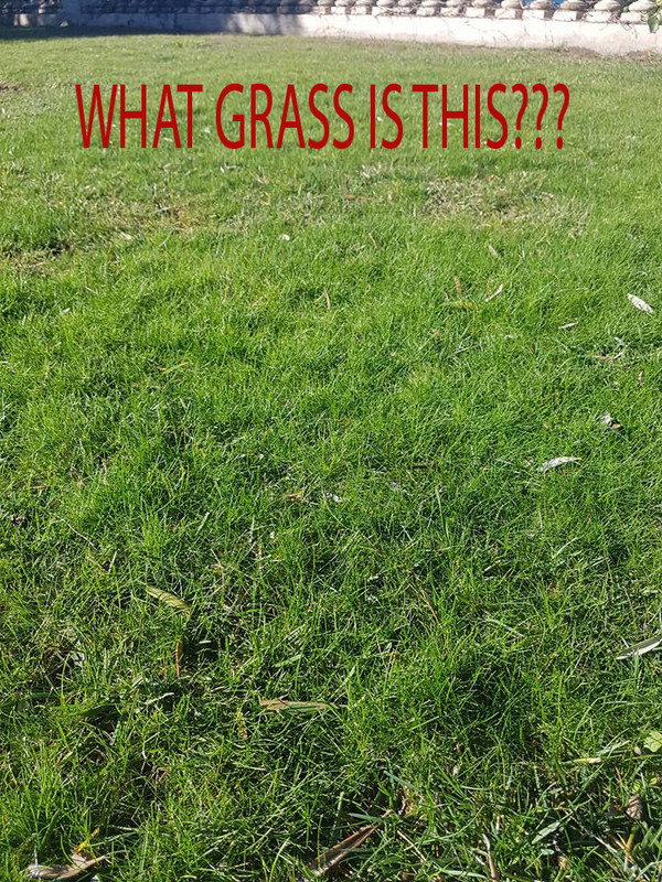 LAWN 4 — Postimages