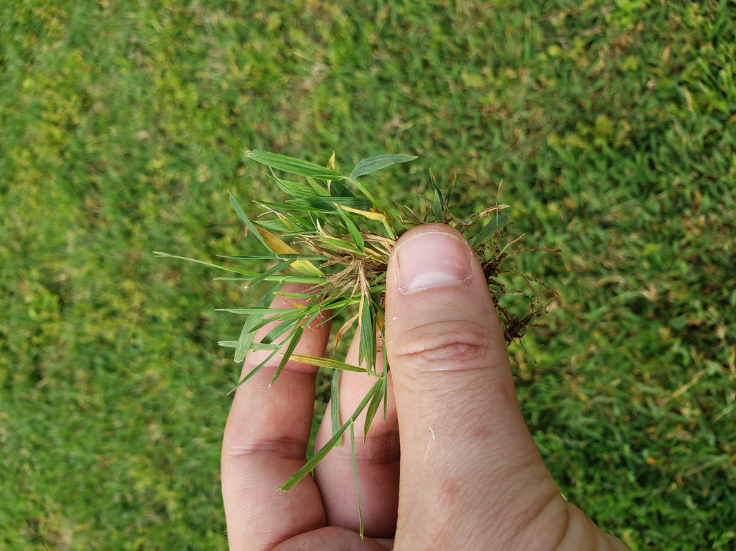 Weed 1 6 — Postimages