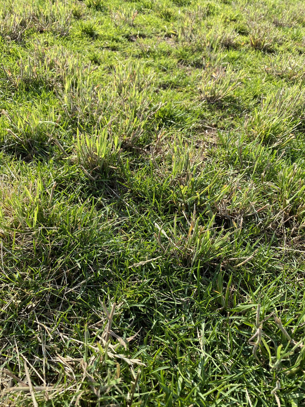 Clumping fescue? POA triv? | Lawn Care Forum