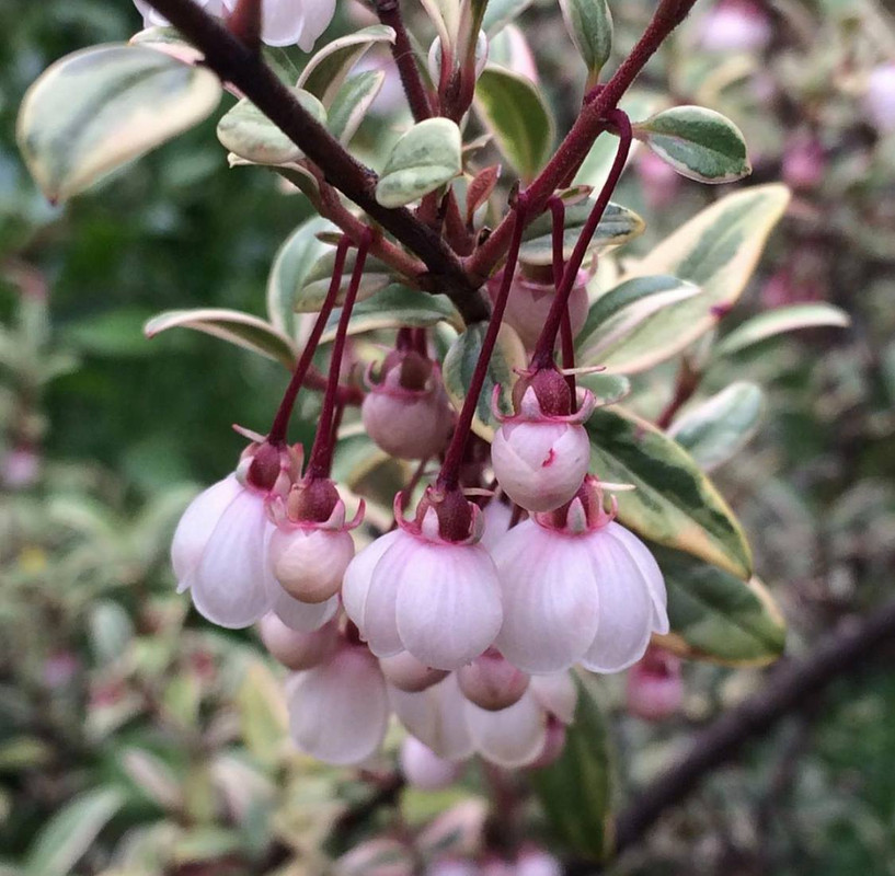 vyr 1504195991300 962929544470964 9067615964648767838 n — Postimages