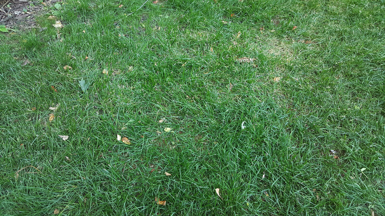 grass pic 7 — Postimages