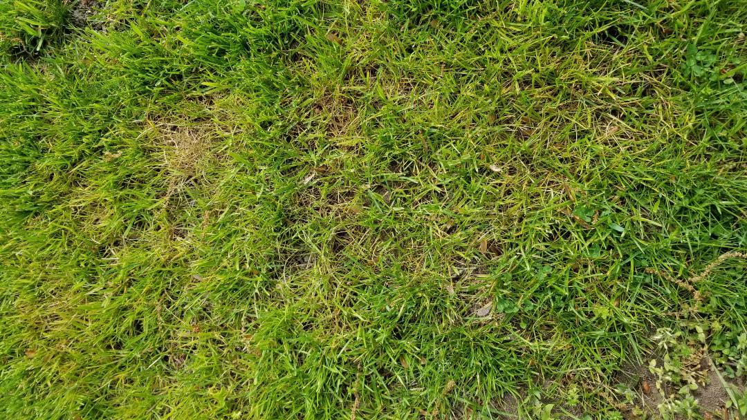 Fall 2020 planted tall fescue lawn.................. | Lawn Care Forum