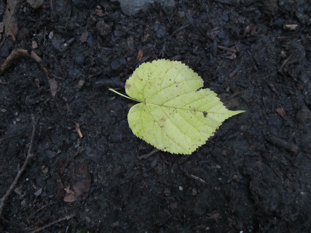 yellow leaf — Postimages