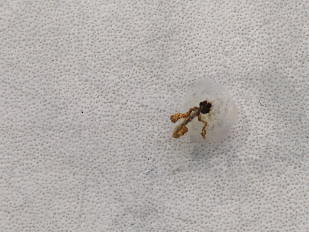 IMG 20200822 122121 — Postimages