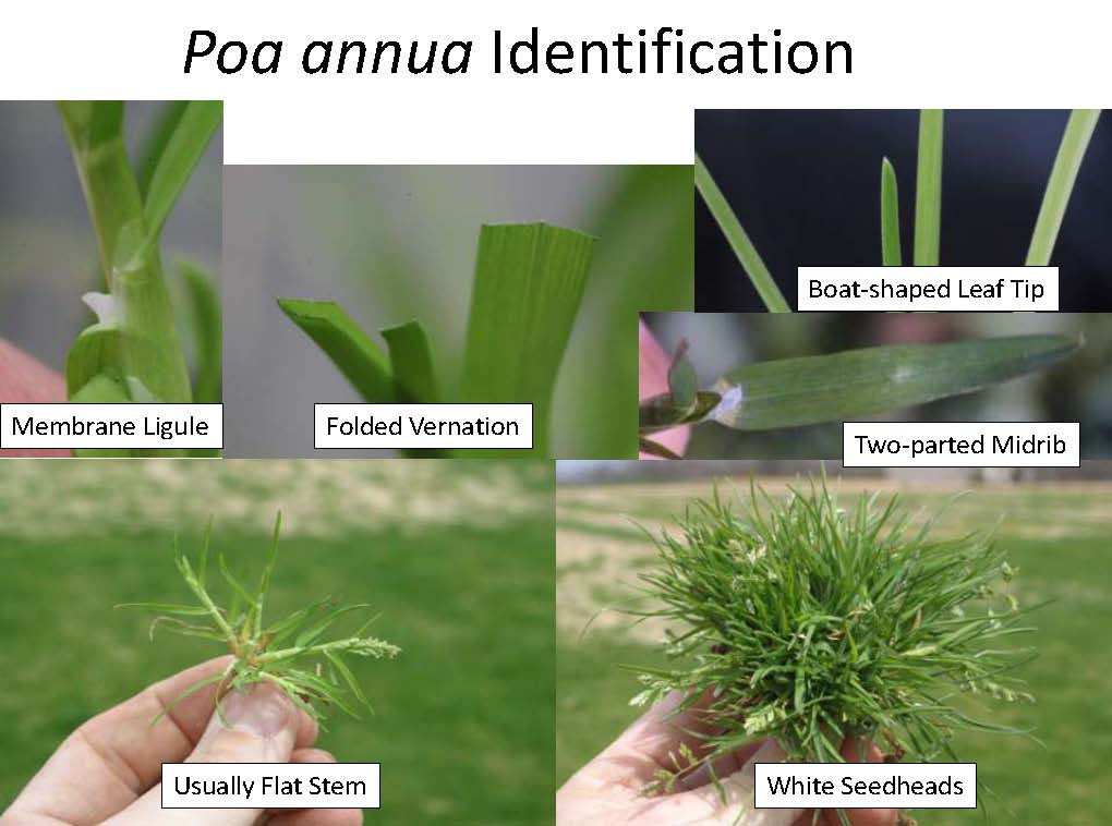 How to identify Poa Annua on newly seeded lawn (it's can be tough ...