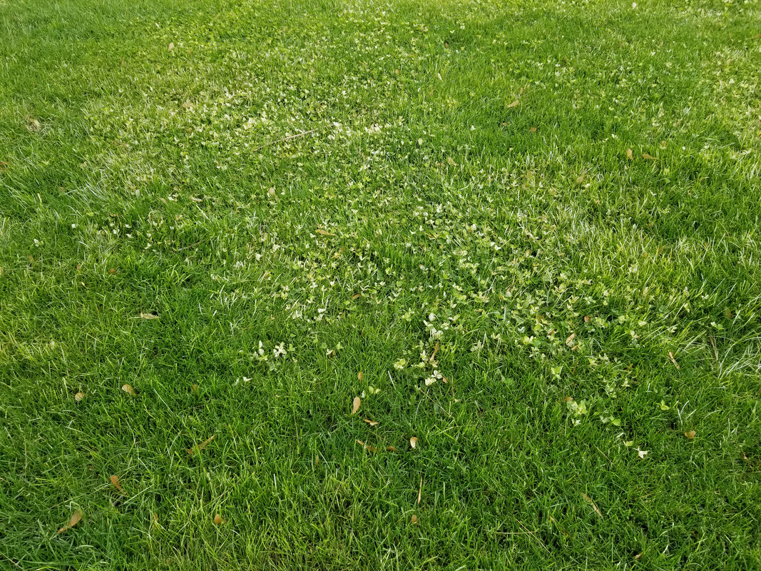 Tenacity 2nd application?? | Lawn Care Forum