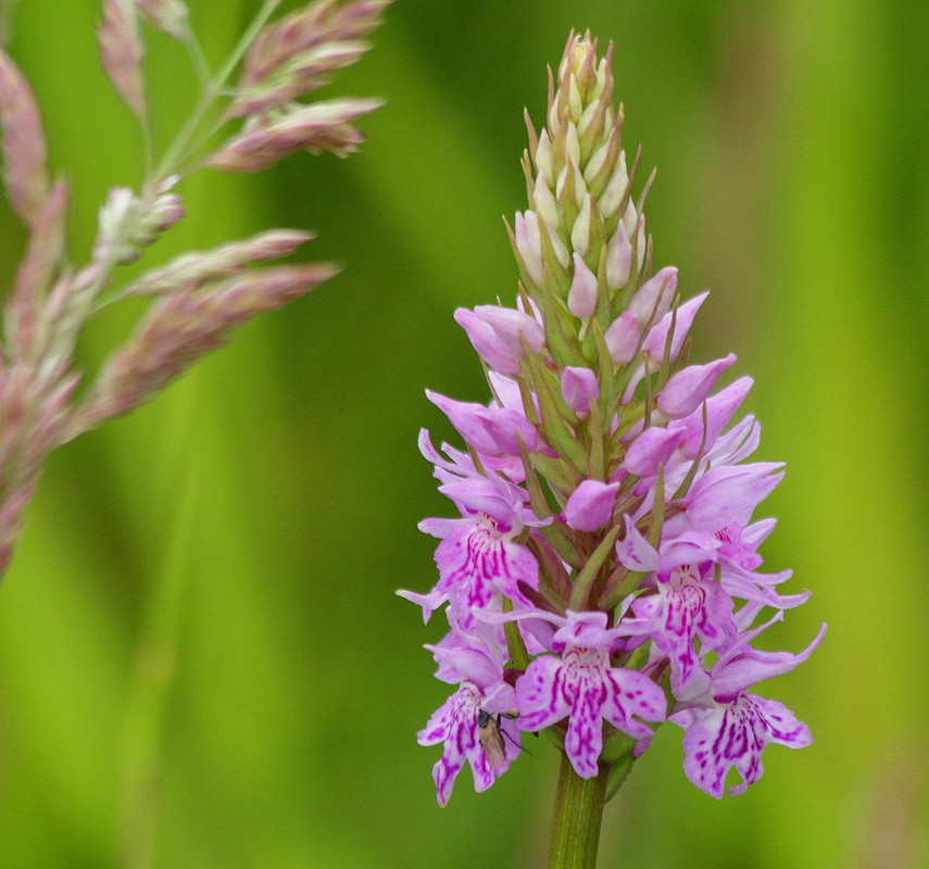 IMG 7884 1 1 1 — Postimages