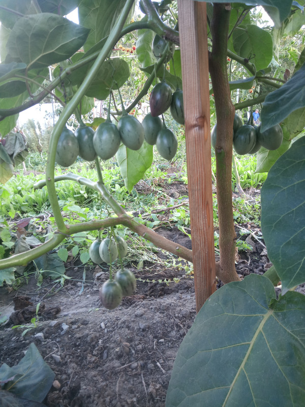 IMG 20231016 161312 773 — Postimages