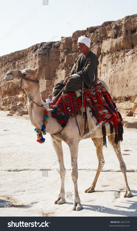 stock photo arabian bedouin riding a camel near great pyramids in giza cairo egypt editorial ...