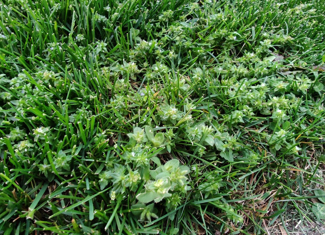 Weeds overtaking yard. | Lawn Care Forum