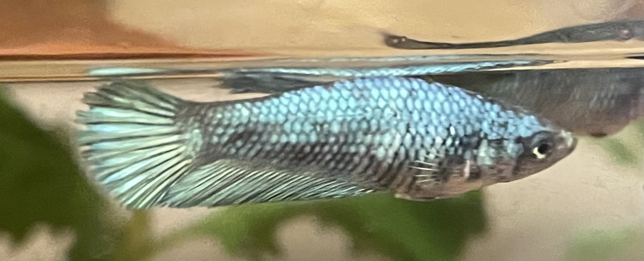 temp Image Z207 QQ — Postimages