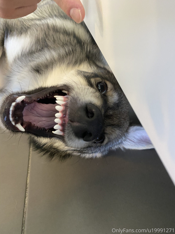 2020 05 20 This is our family Finn the doggo I took couple of nice ...