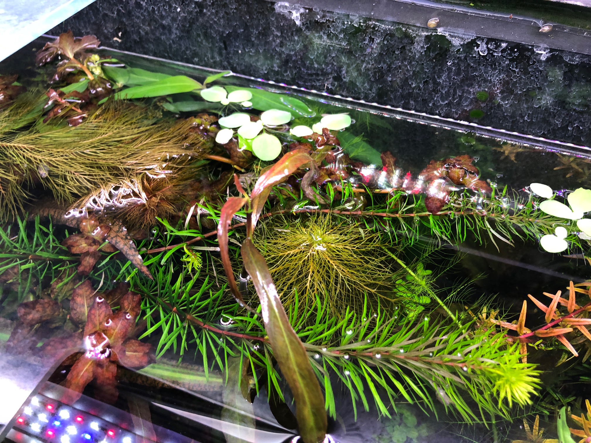 IMG 5654 — Postimages