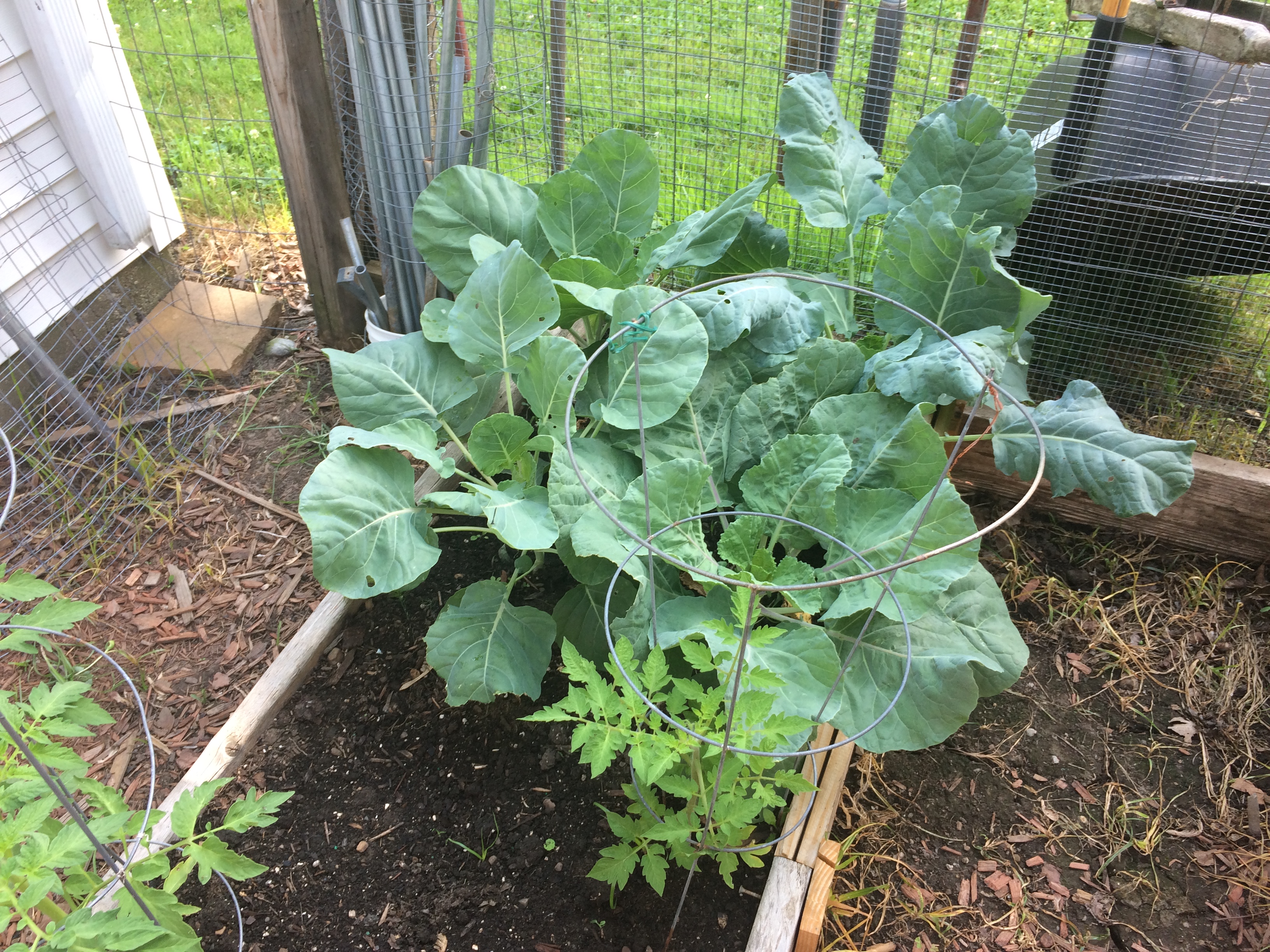 IMG 3535 — Postimages