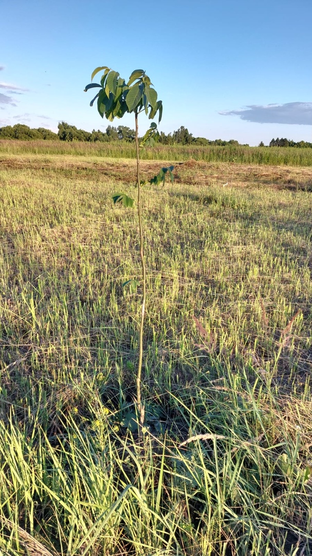 nee F zfc Y — Postimages