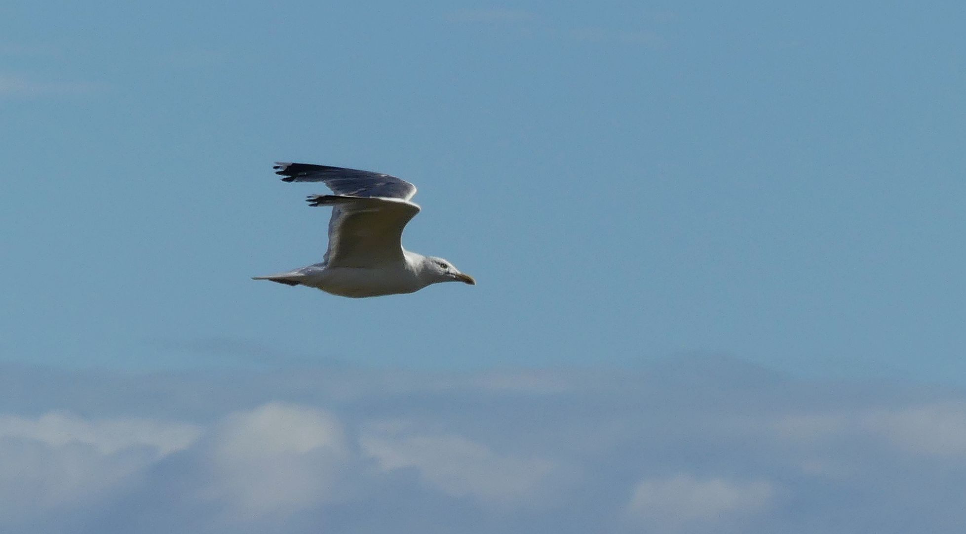 FLYING GULL 2 140823 — Postimages