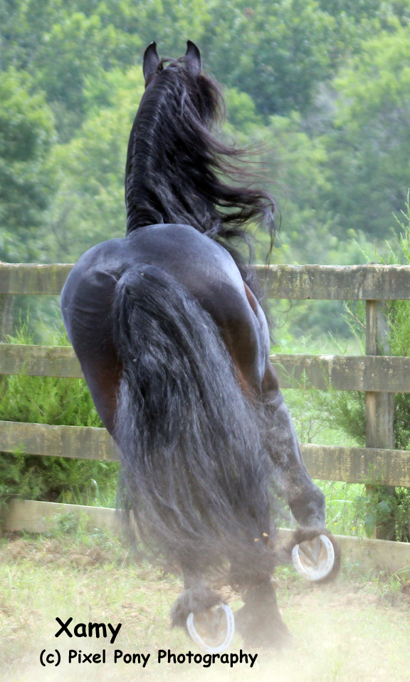 Tail Tuesday Xamy1 — Postimages