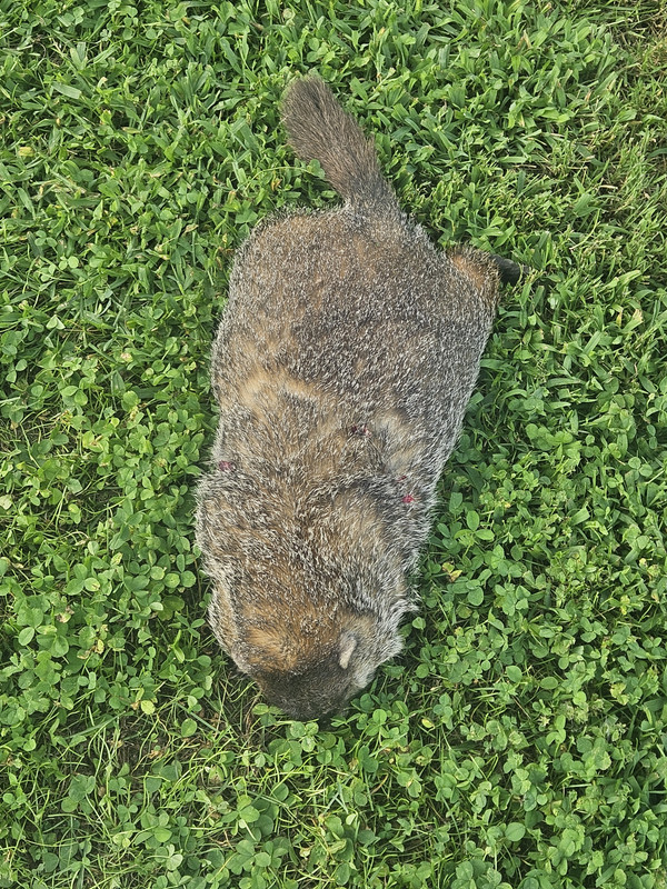 2025 dead critter thread..... - 24hourcampfire
