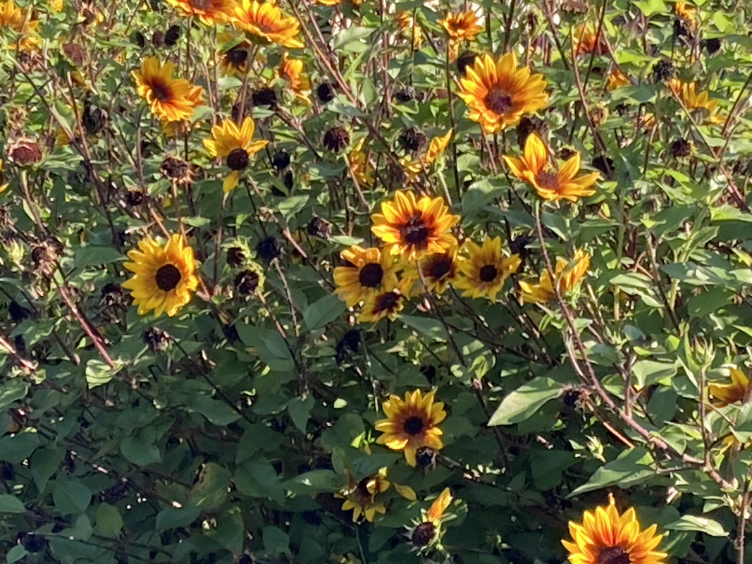 IMG 2531 — Postimages