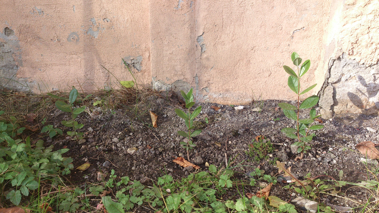 DSC 4471 — Postimages