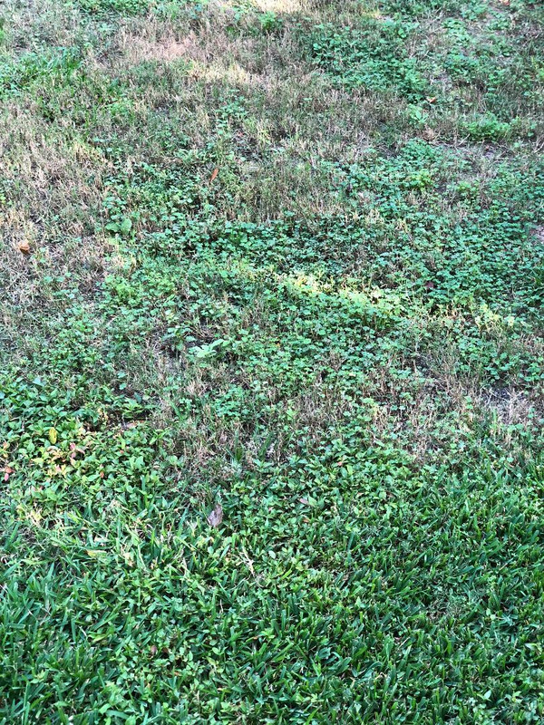 Clover patches in St Aug | Lawn Care Forum