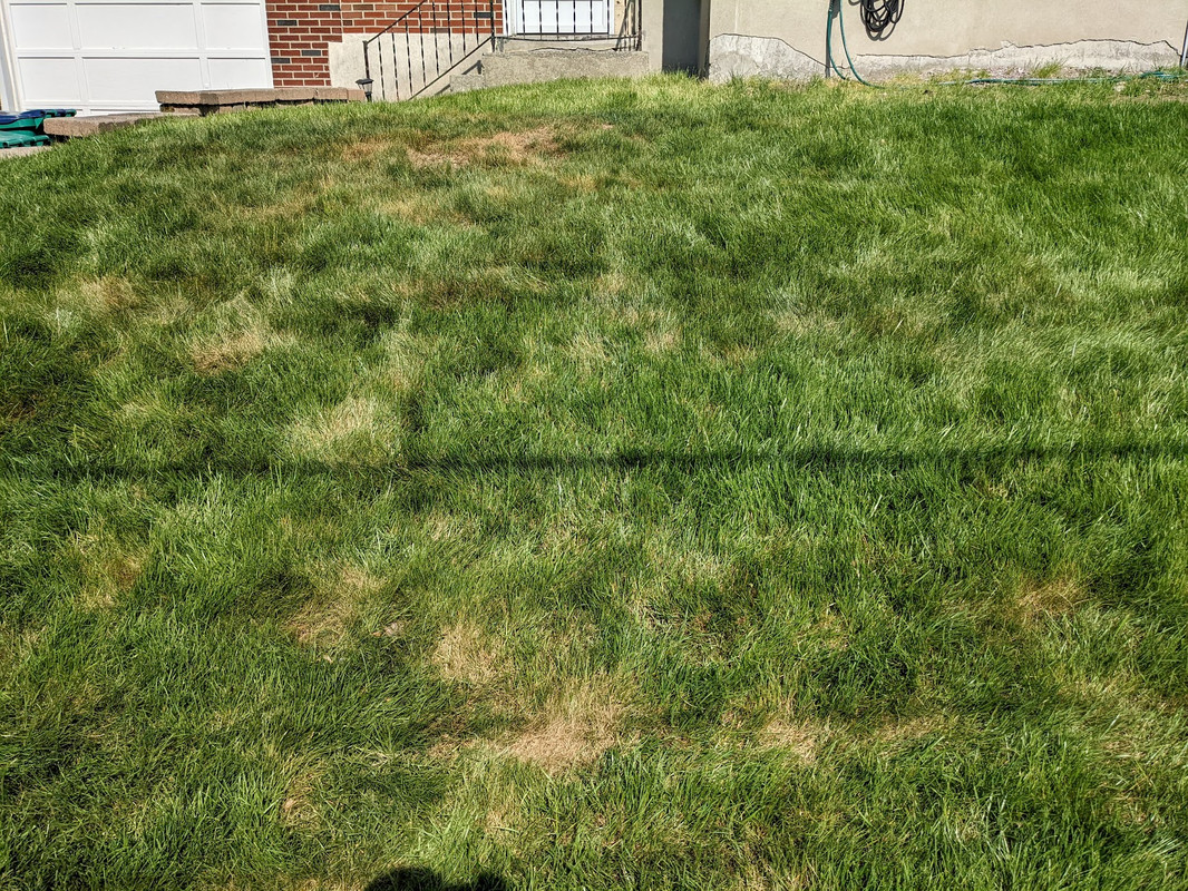 Dry lawn or something else | Lawn Care Forum