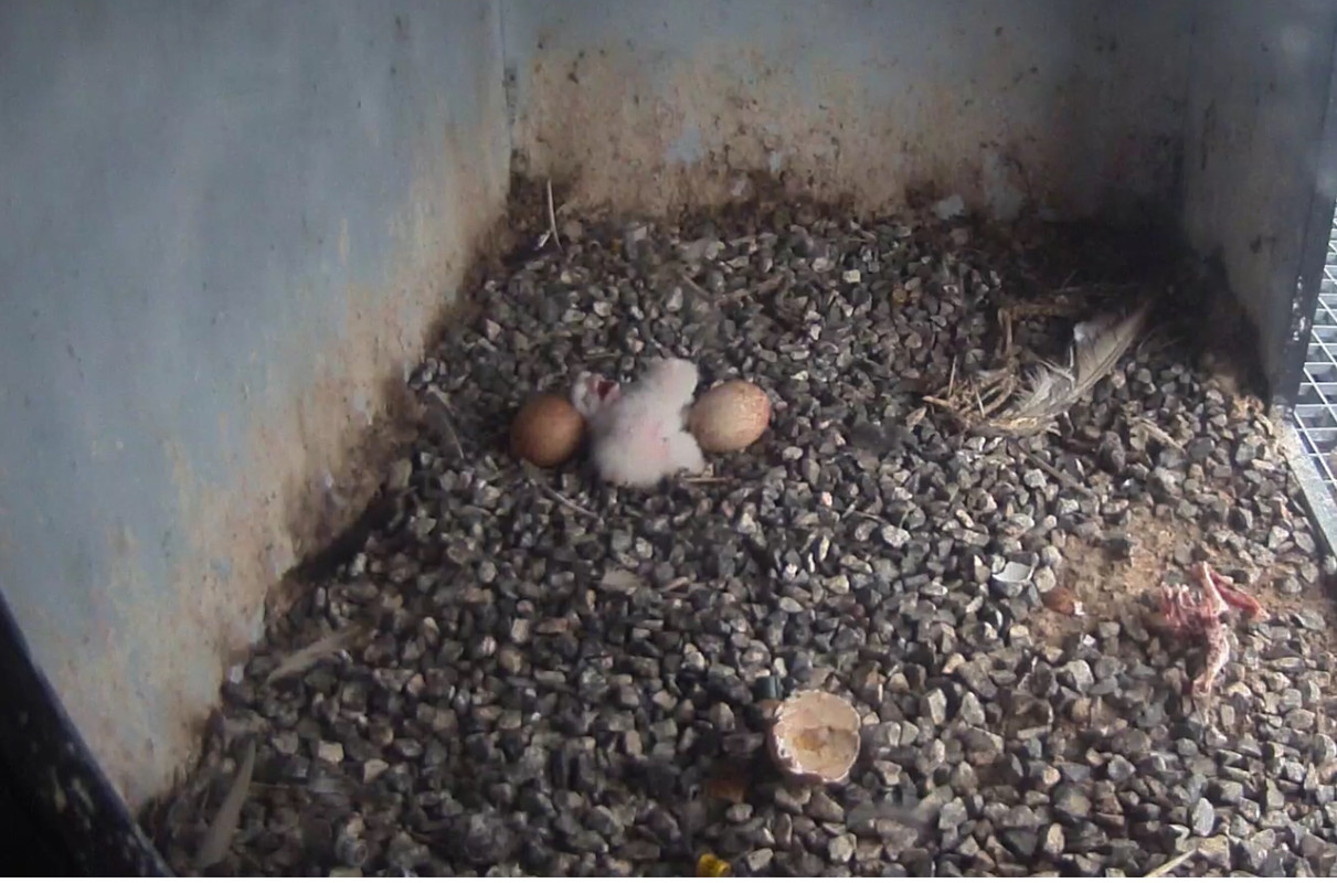 C16 BD4 AC F8 ED 41 D8 8 E67 C0 EB17 F80260 — Postimages