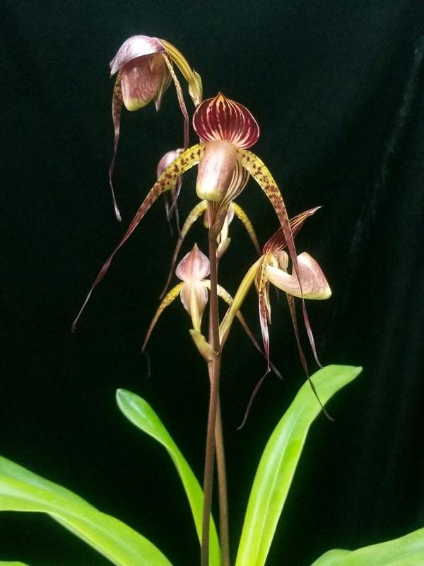 Paph Hsinying Anita | Slippertalk Orchid Forum
