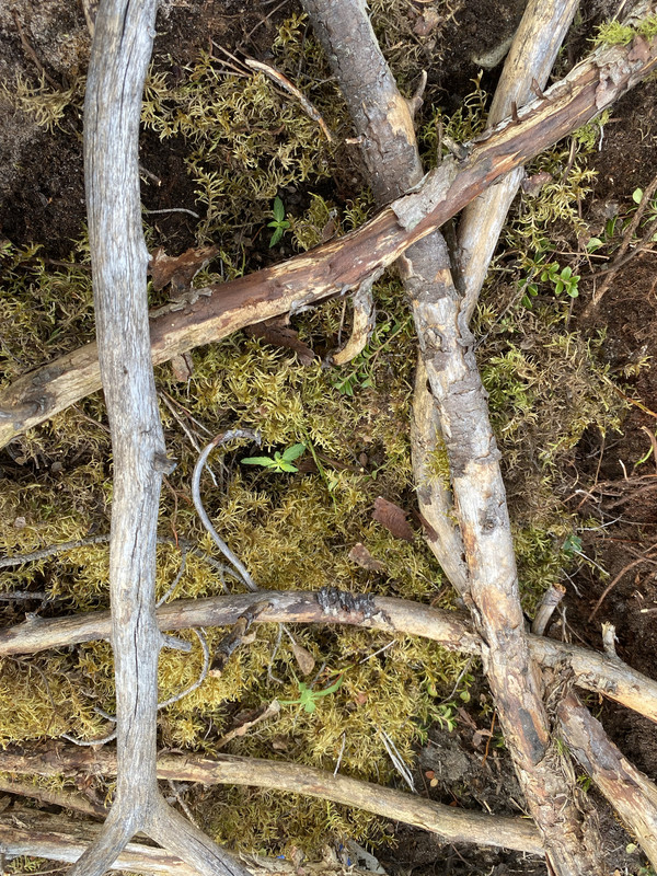 IMG 1192 — Postimages