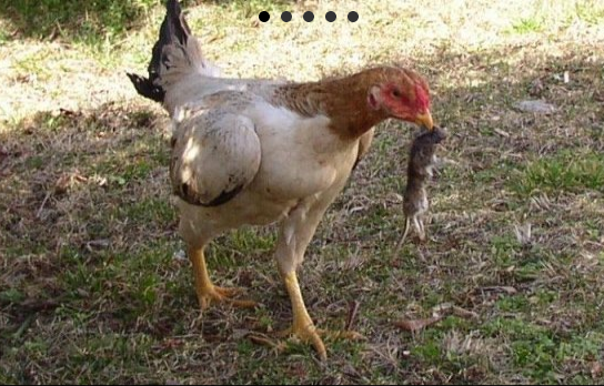 Hatchery with the "Best" Saipan Jungle Fowl?? PLEASE READ!! | Page 11 ...