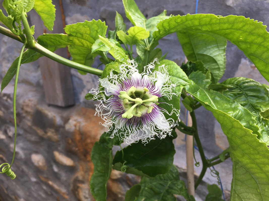 IMG 0605 — Postimages