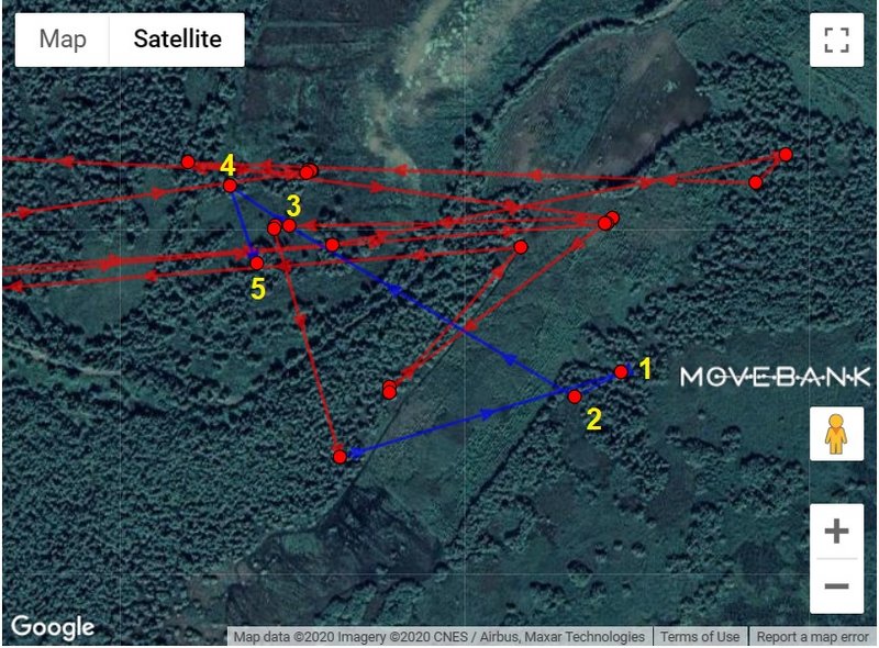 Black Stork Tracks - Page 469 - Looduskalender