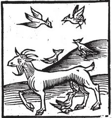 Rare discovery as nightjar found behind Belfast bin