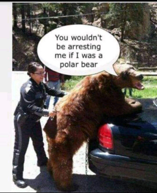 You wouldnt arrest me if I was a polar bear — Postimages