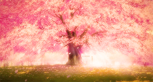 791938080cherry blossoms spring nature gif 15 — Postimages