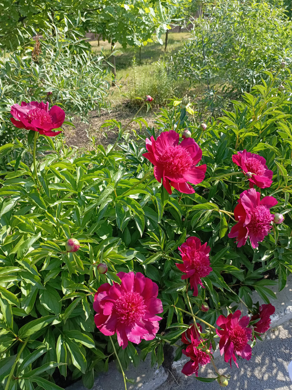 IMG 20240623 091715 398 — Postimages