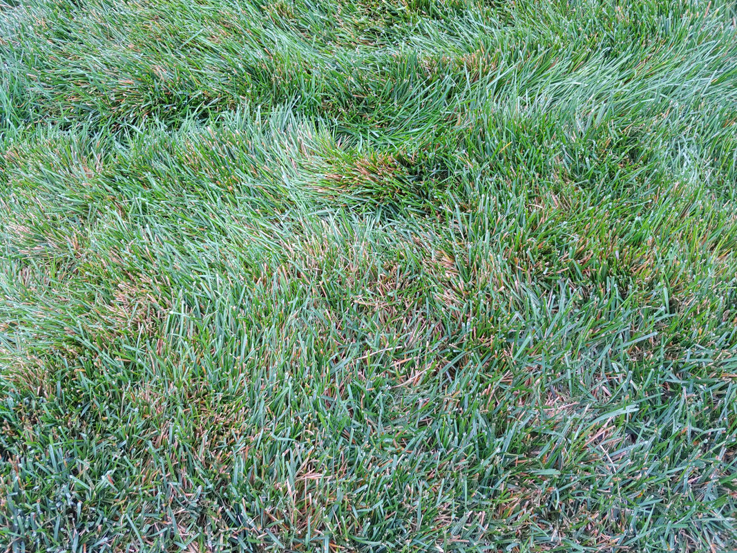 Green and Brown Turf | Lawn Care Forum