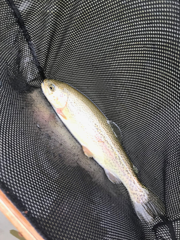 9836 E475 231 F 4 F7 A A484 C2 FF3 C28 DC4 C — Postimages